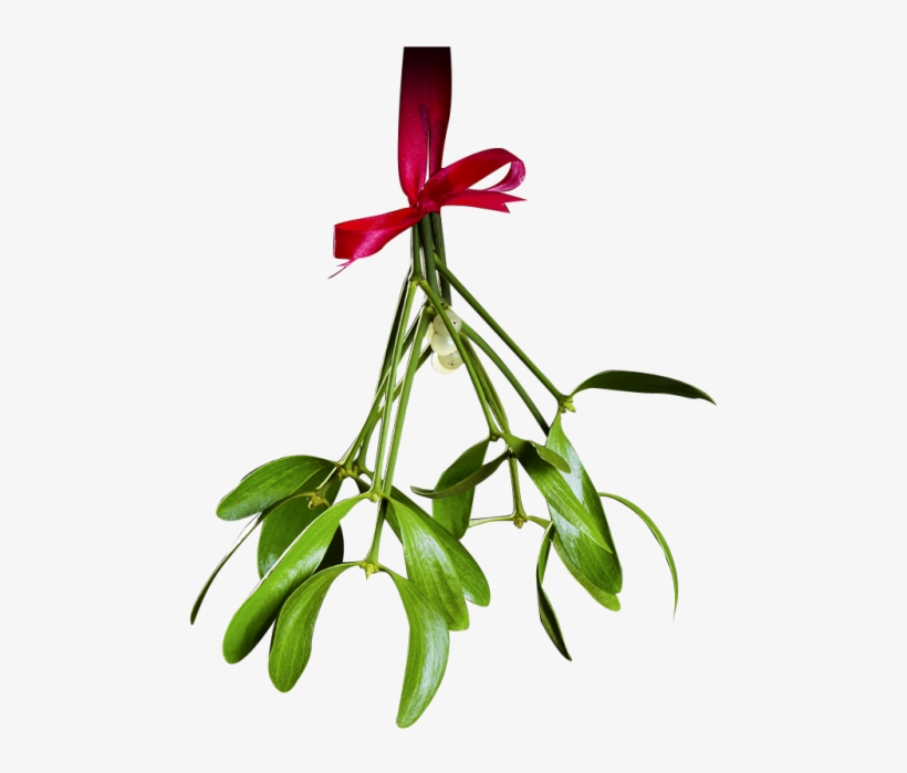 Christmas Mistletoe Png Transparent - Mistletoe Png Transparent - Free ...
