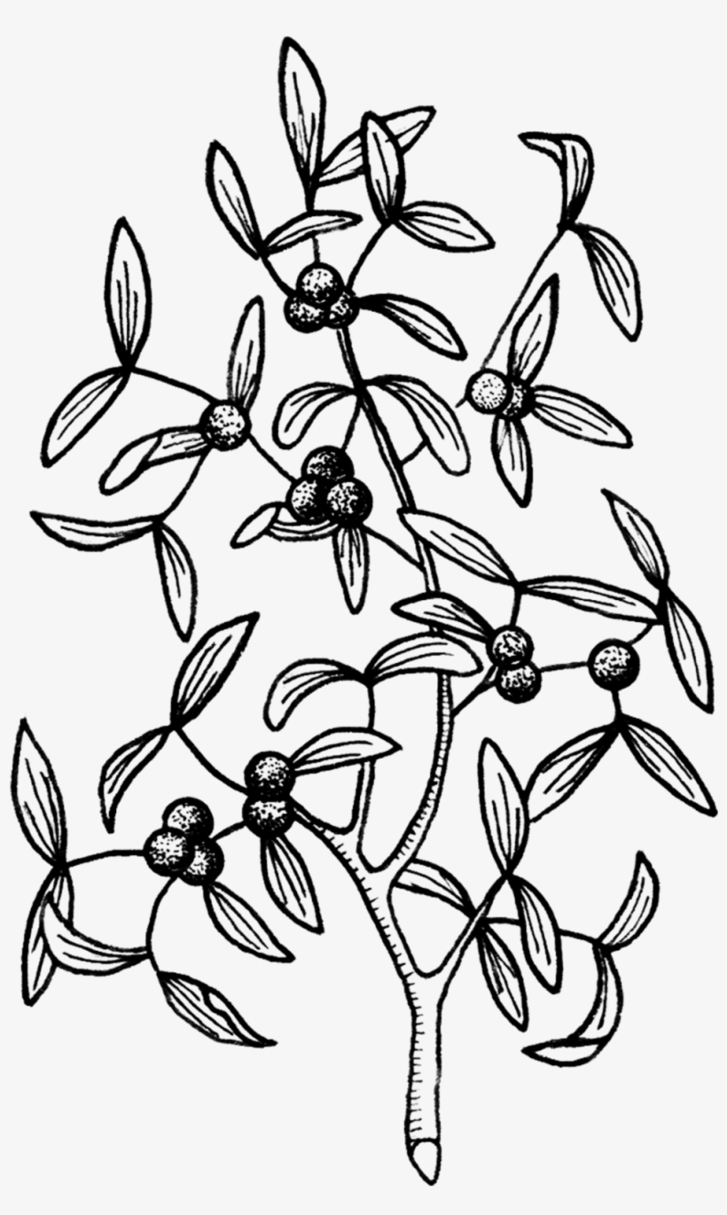 Mistletoe - Mistletoe - Mistletoe - Mistletoe - Mistletoe Tattoo ...