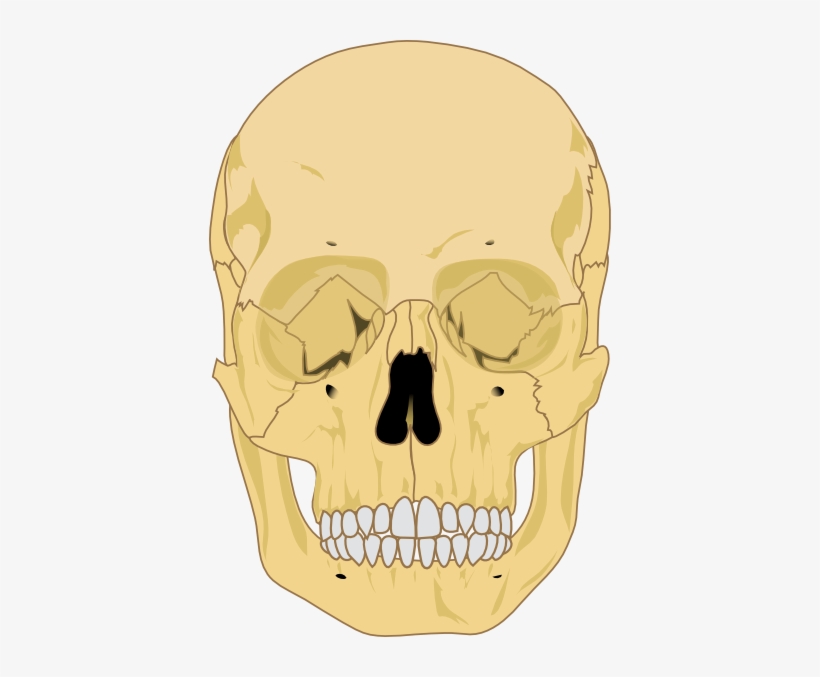 The Editing Of The Human Skull - Human Skull Clipart - Free Transparent ...