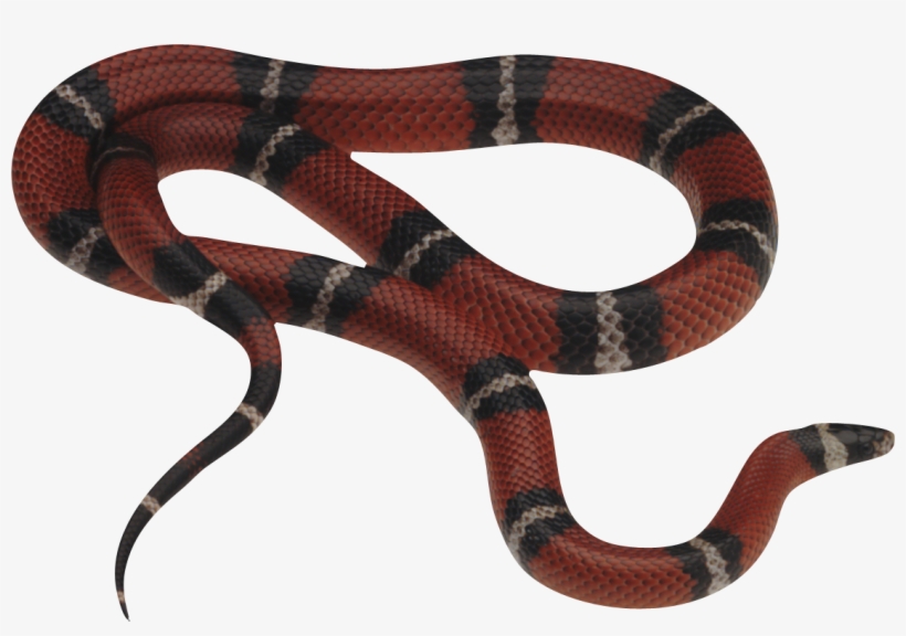 Gucci Snake - Snake Png Transparent Background - Free Transparent PNG ...