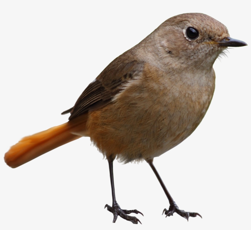 Free Icons Png - Bird Transparent Background - Free Transparent PNG ...