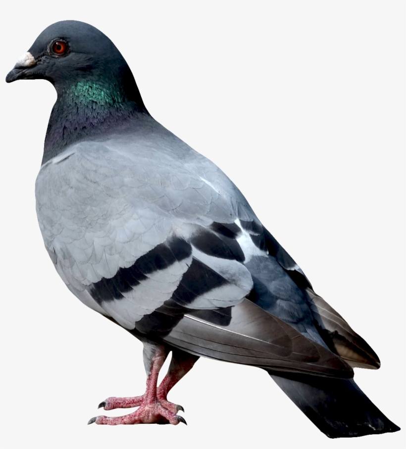 Download Dove Png Image - Dove Png - Free Transparent PNG Download - PNGkey