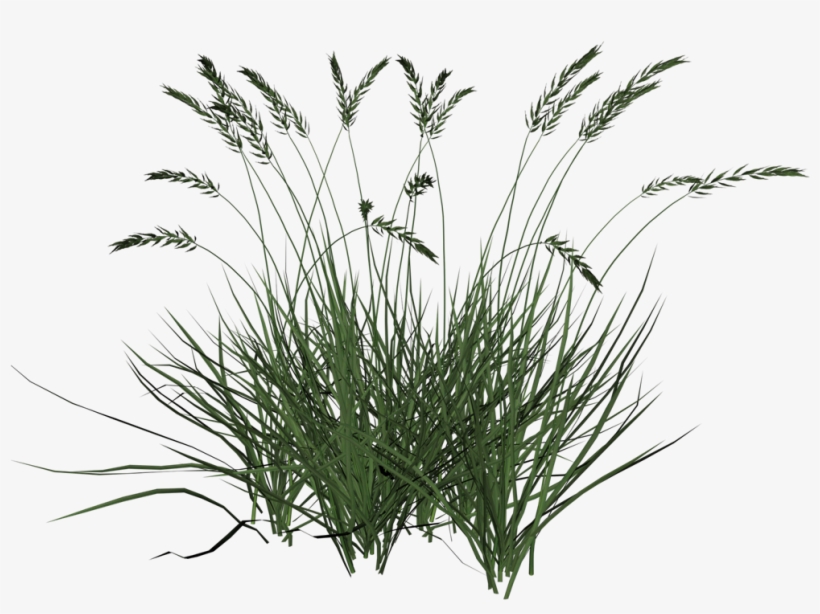 Free Icons Png - Tall Grass Transparent Background - Free Transparent ...