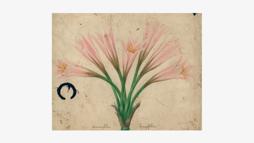 Amaryllis - Drawing - Free Transparent PNG Download - PNGkey