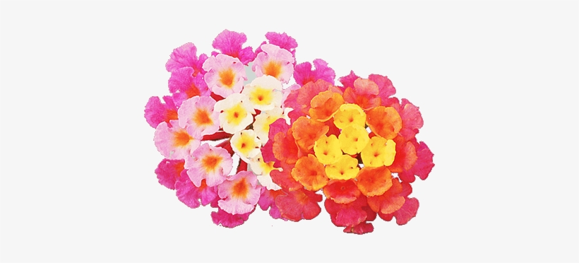 Lantana - Lantanas - Free Transparent PNG Download - PNGkey