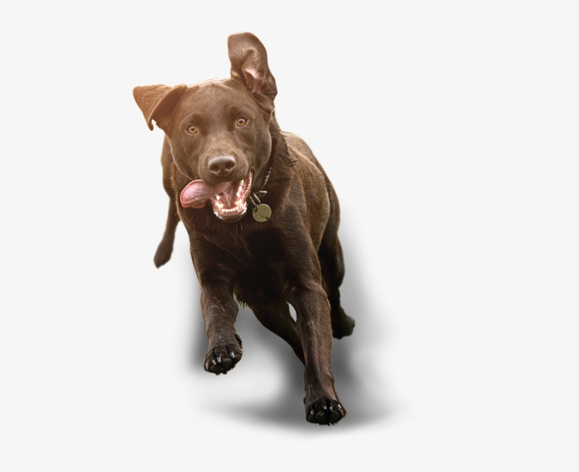 Running Dog Png - Free Transparent PNG Download - PNGkey