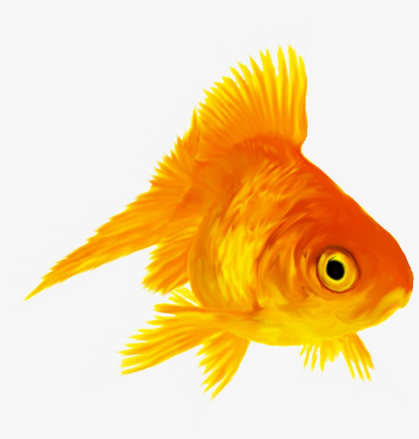 Fish - Free Transparent PNG Download - PNGkey