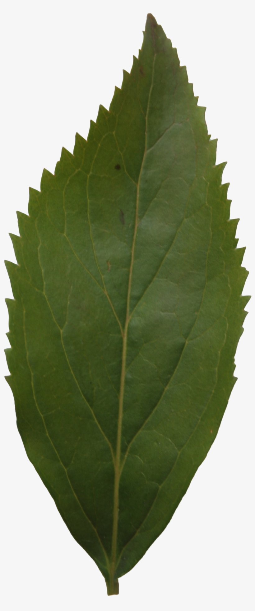 Ash Leaf Texture - Leaf - Free Transparent PNG Download - PNGkey