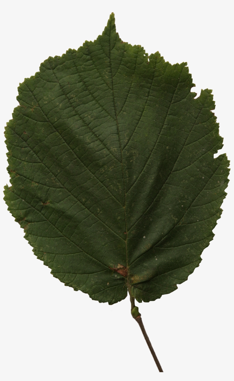 Hazel Leaf - Free Transparent PNG Download - PNGkey