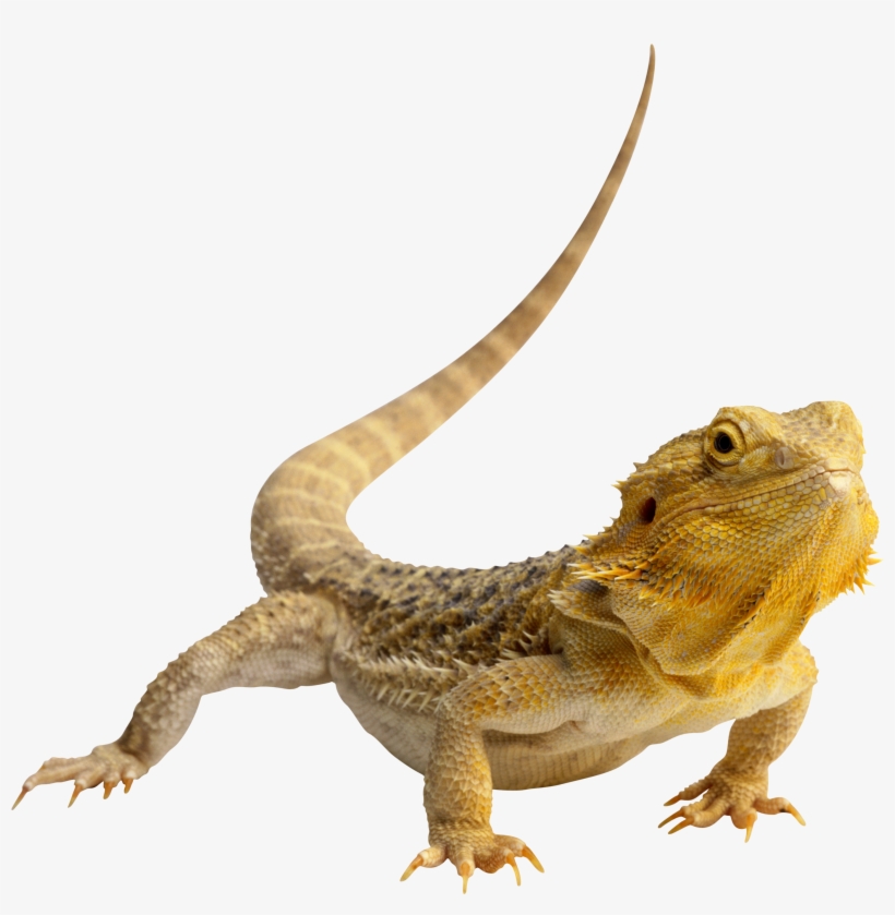 Lizard Png - Free Transparent PNG Download - PNGkey