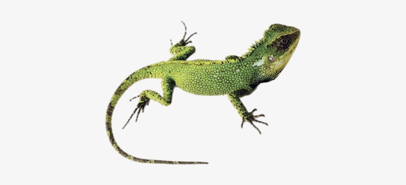 Green Lizard - Jungle Lizard - Free Transparent PNG Download - PNGkey