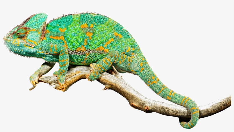 Living Museum Exclusively Featuring Reptiles, Amphibians - Imagenes De ...