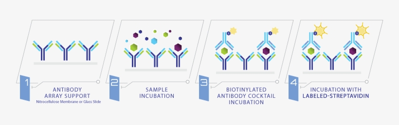 C-series Antibody Arrays - Antibody Microarray - Free Transparent PNG ...