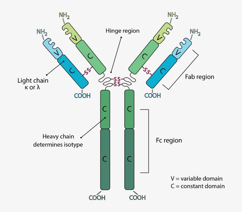 Guide To The Structure And Classification Of Antibodies - Constant ...
