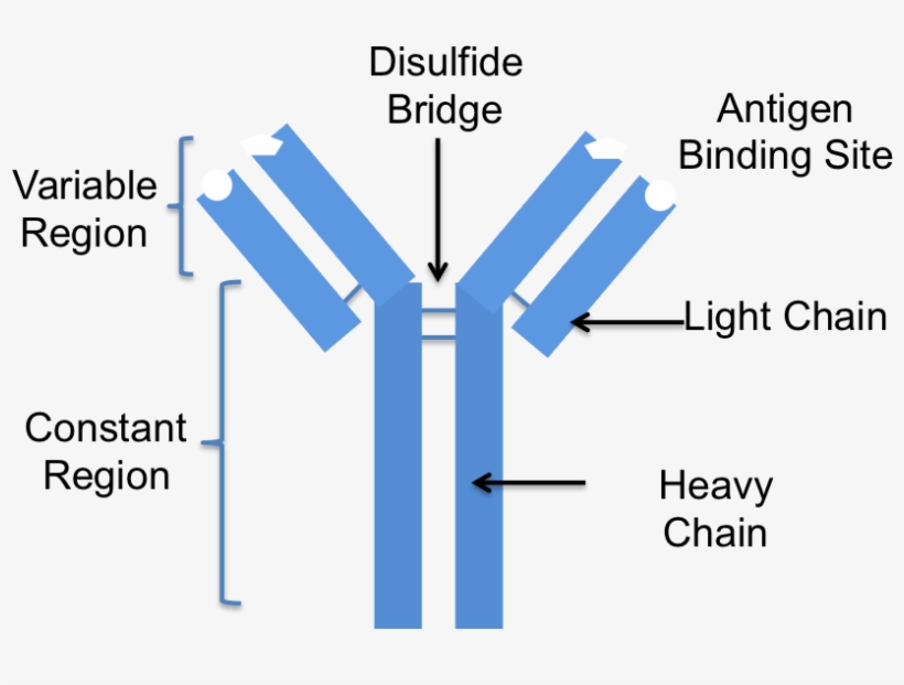 Image - Antibody Labeled - Free Transparent PNG Download - PNGkey