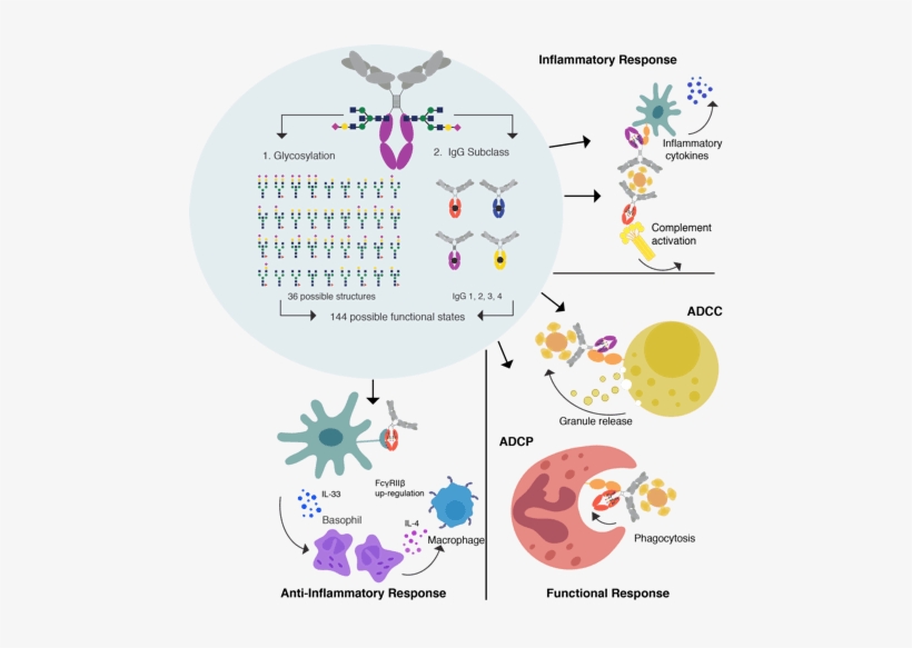 Understanding How A Diverse Pool Of Antibodies Mediate - Antibody ...