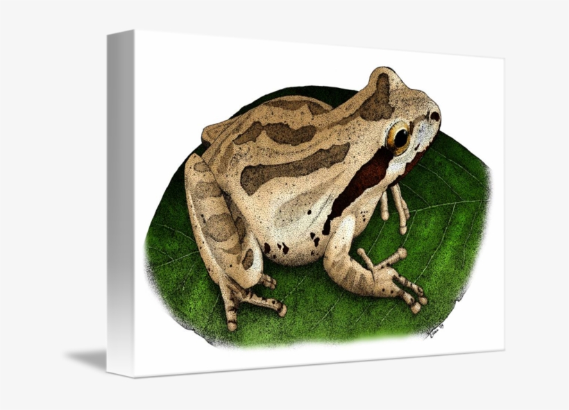 Amphibian Drawing Pacific Chorus Frog - Pacific Tree Frog Drawing ...