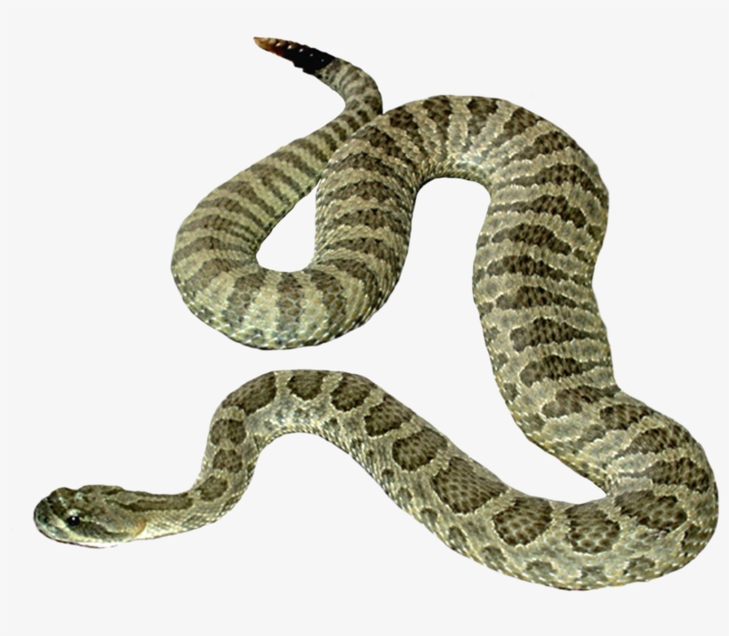 Snake Png Image Picture Download Free - Snake With No Background - Free ...