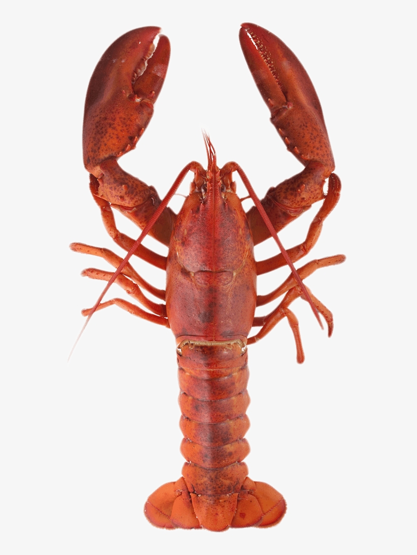 Download - Freshwater Lobster Png - Free Transparent PNG Download - PNGkey