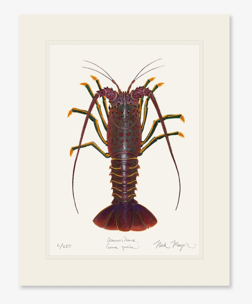 California Spiny Lobster - California Spiny Lobster Art - Free ...
