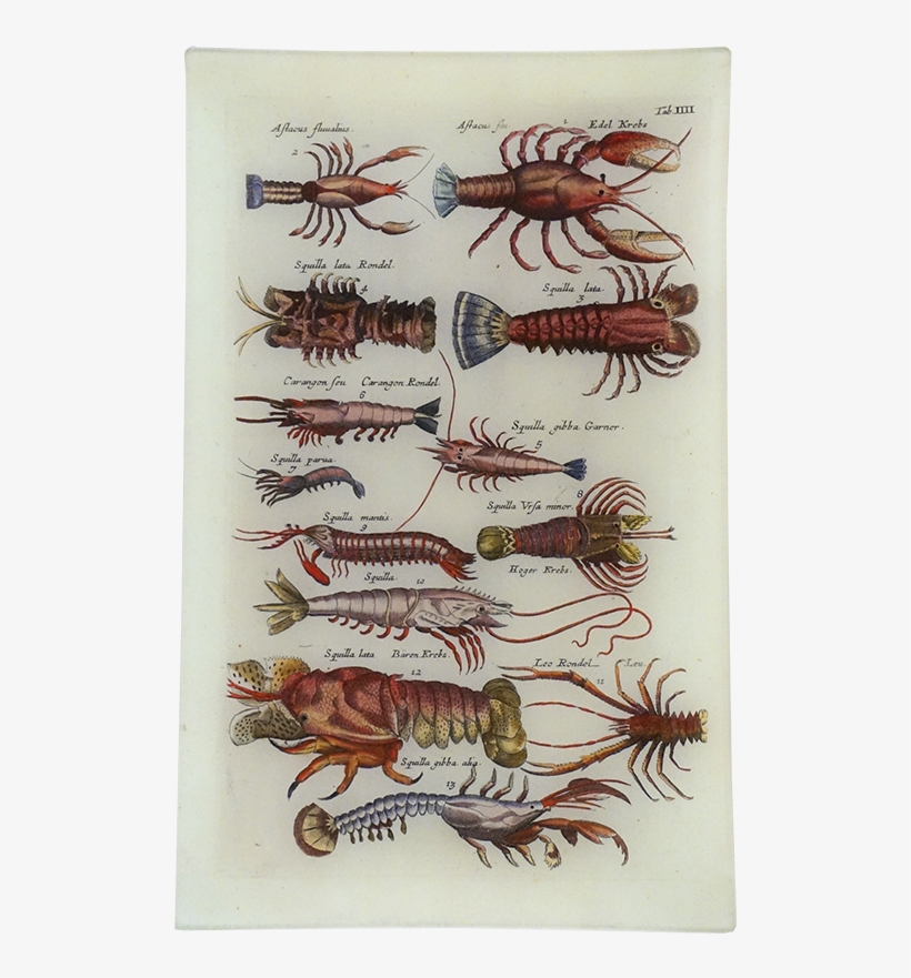 Lobster Iii Lobster Iii - Different Kinds Of Lobster Chart - Free ...