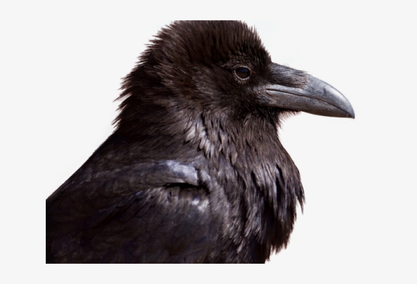 Crow Png Transparent Images - Transparent Png Of Crow - Free ...
