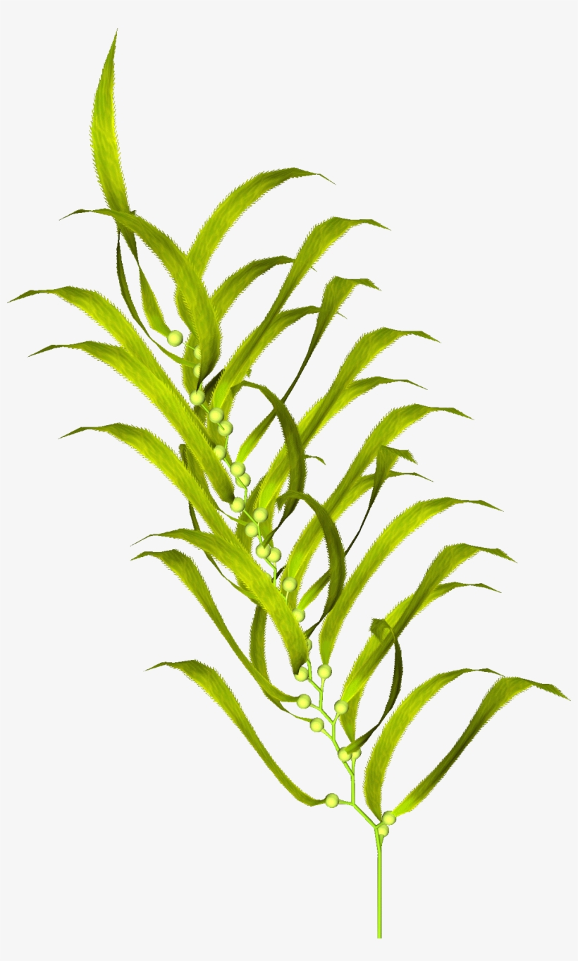 Moss Vector Algae Jpg Royalty Free Library - Sea Aquatic Plant Png ...