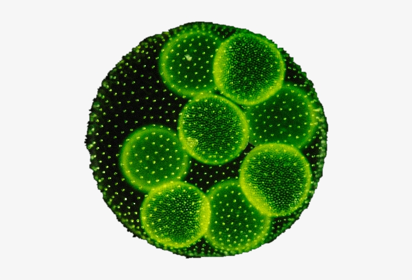 Algae - Circle - Free Transparent PNG Download - PNGkey