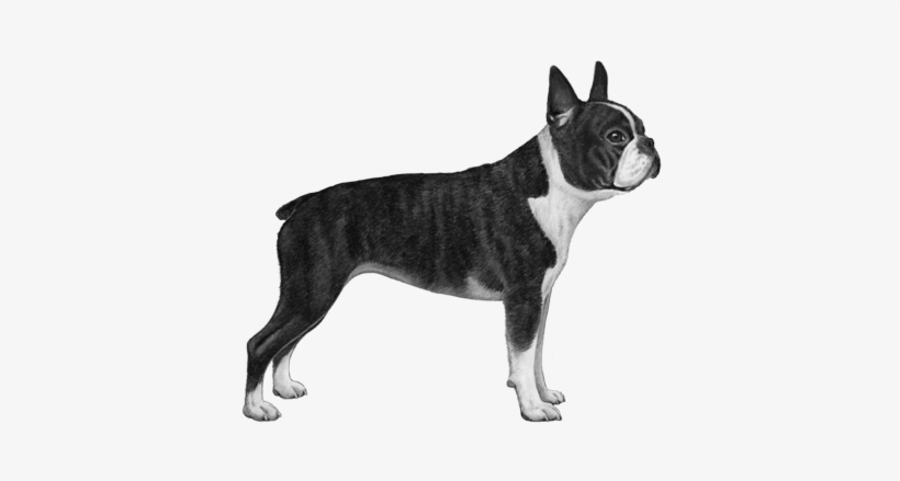 Boston Terrier - B&w - Boston Terrier - Free Transparent PNG Download ...