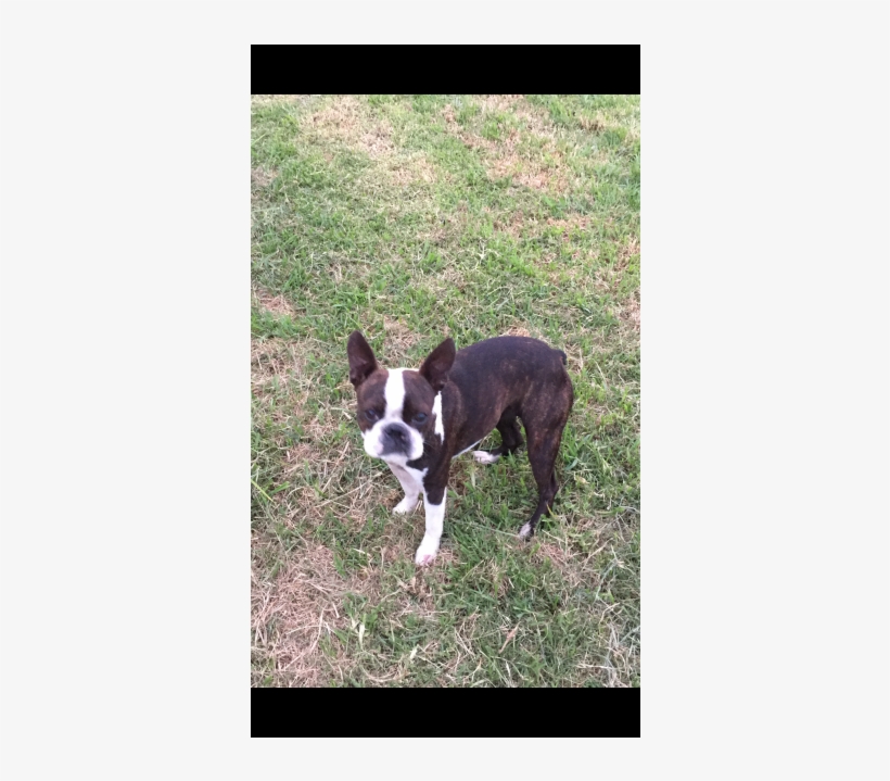 Boston Terrier - Free Transparent PNG Download - PNGkey