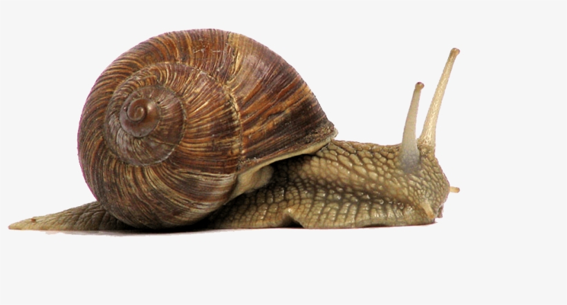 Animals - Snails - Snail Transparent Background - Free Transparent PNG ...