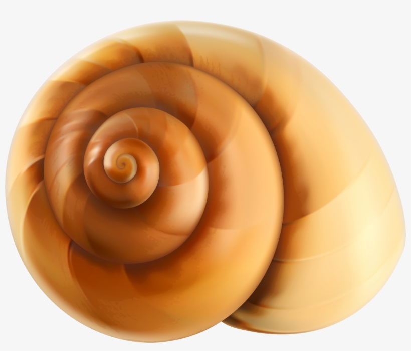 Snail Shell Png - Free Transparent PNG Download - PNGkey