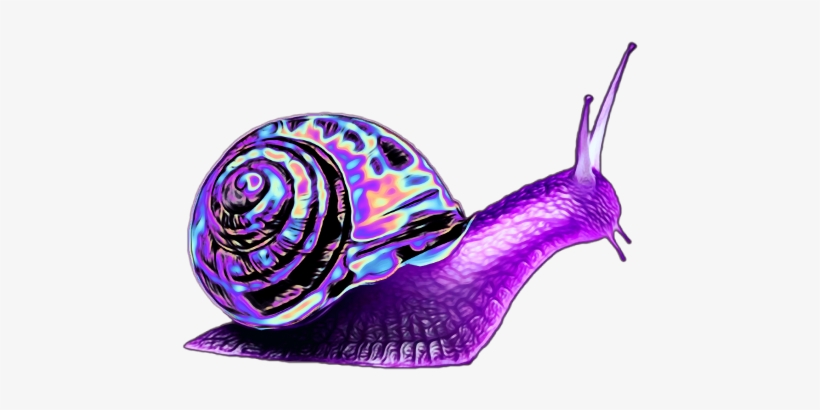 Purple Snail - Free Transparent PNG Download - PNGkey