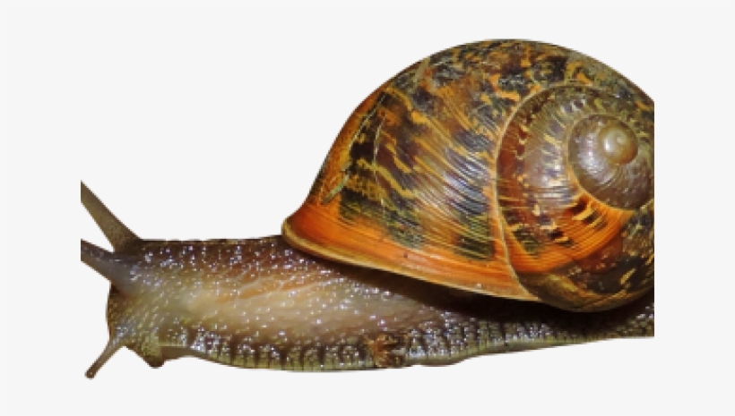 Snail Png - Free Transparent PNG Download - PNGkey
