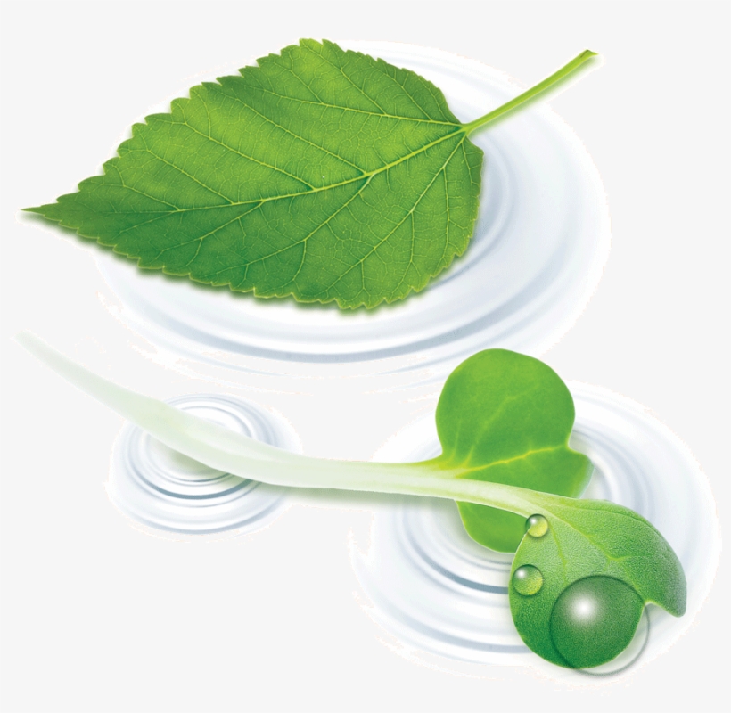 Chlorophyll Double 02 Derived From Fresh Alfafa Plant - Liquid - Free ...