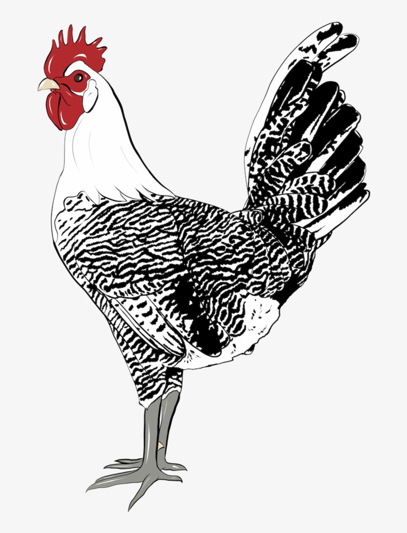 Campine Rooster - Free Transparent PNG Download - PNGkey