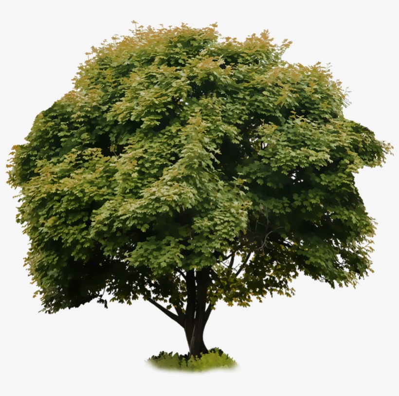 Crop Tree Png - Health - Free Transparent PNG Download - PNGkey