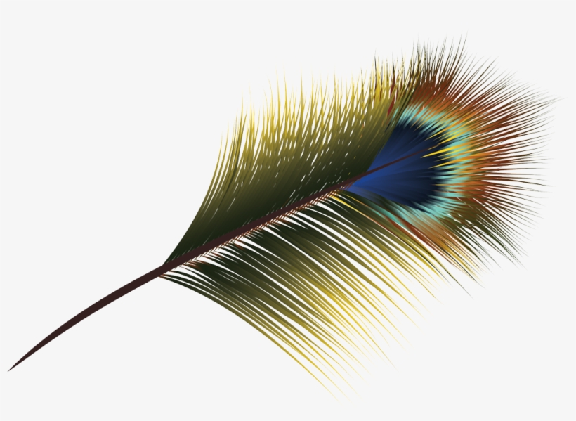 Feather Vector - Transparent Feather Vector - Free Transparent PNG ...