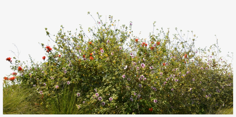 Flower Textures For Photoshop