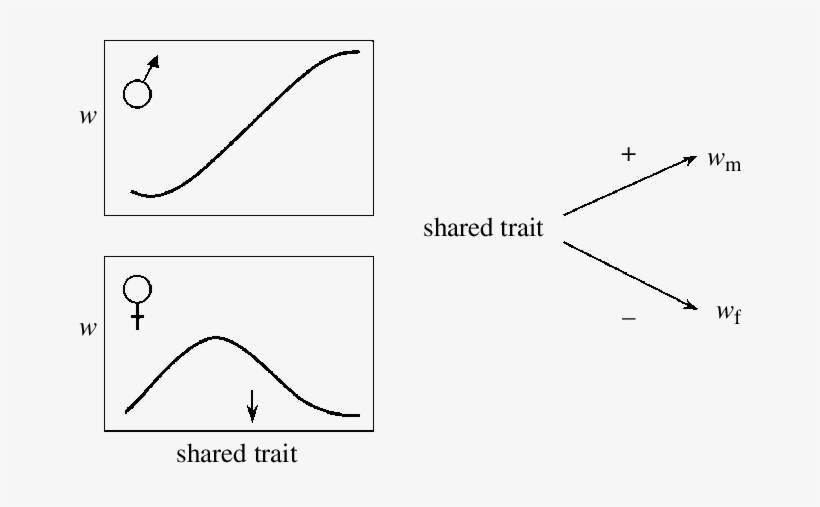 A Path Diagram Illustrating The Sign Of The Correlation - Diagram ...