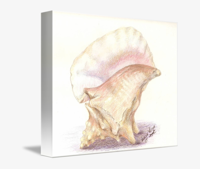 Drawing Shell Study - Sketch - Free Transparent PNG Download - PNGkey