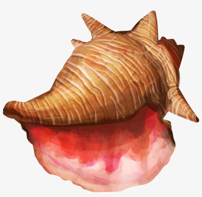 Conch Shell Png High-quality Image - Art - Free Transparent PNG ...