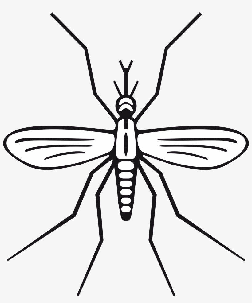 Mosquito - Mosquito Clip Art - Free Transparent PNG Download - PNGkey