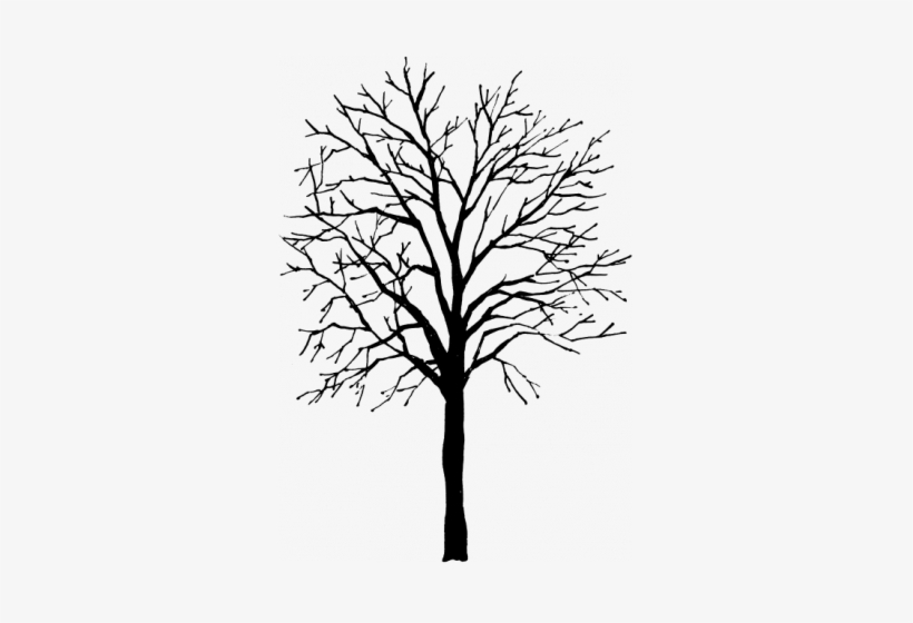 Tree Height - 50 - 00-75 - 00 Feet - Ash Tree Outline - Free ...
