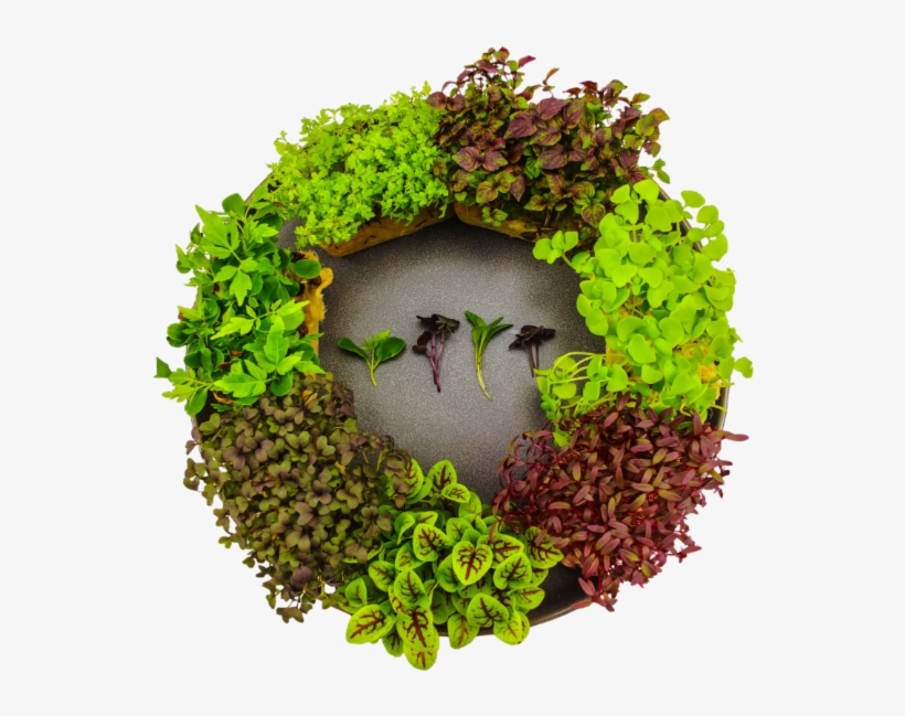 Microgreens - Wreath - Free Transparent PNG Download - PNGkey