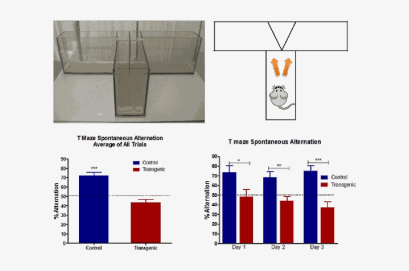 T Maze Spontaneous Alternation - T Maze Test - Free Transparent PNG ...