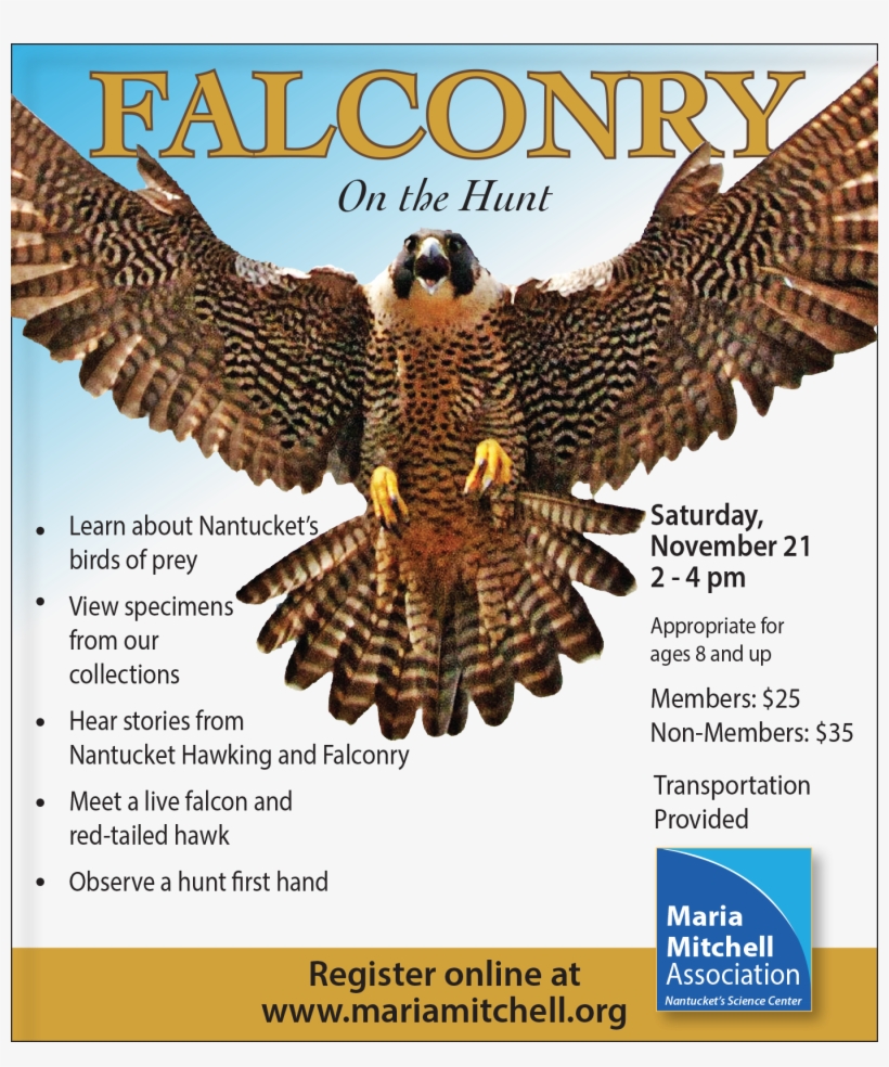 Png Falcon - Halcon Peregrino En Vuelo - Free Transparent PNG Download ...