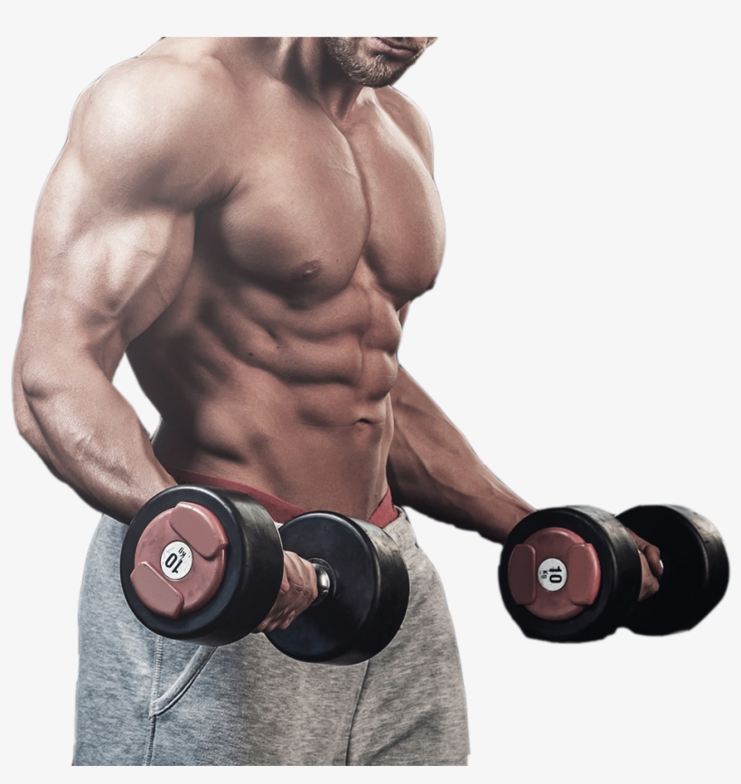 Bodybuilding Fitness Centre Muscle - Free Transparent PNG Download - PNGkey