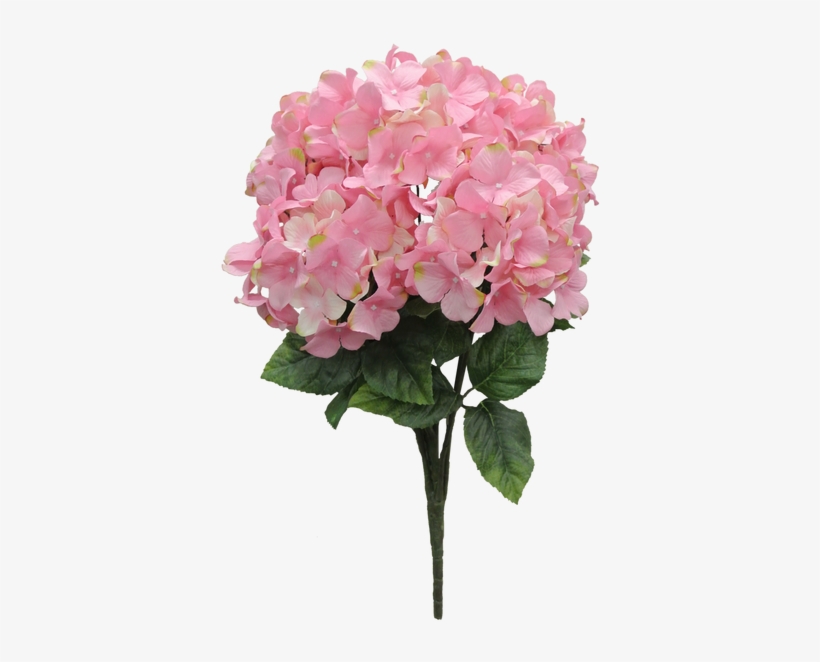 Image - Hydrangea - Free Transparent PNG Download - PNGkey