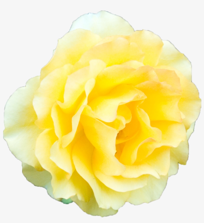 Yellow Rose Transparent Background - Free Transparent PNG Download - PNGkey